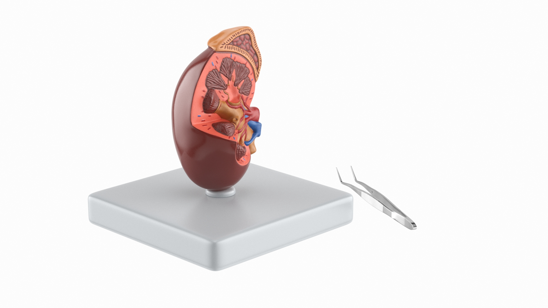 Medical Anatomical Kidney Human For 3D Print Model - TurboSquid 2350455