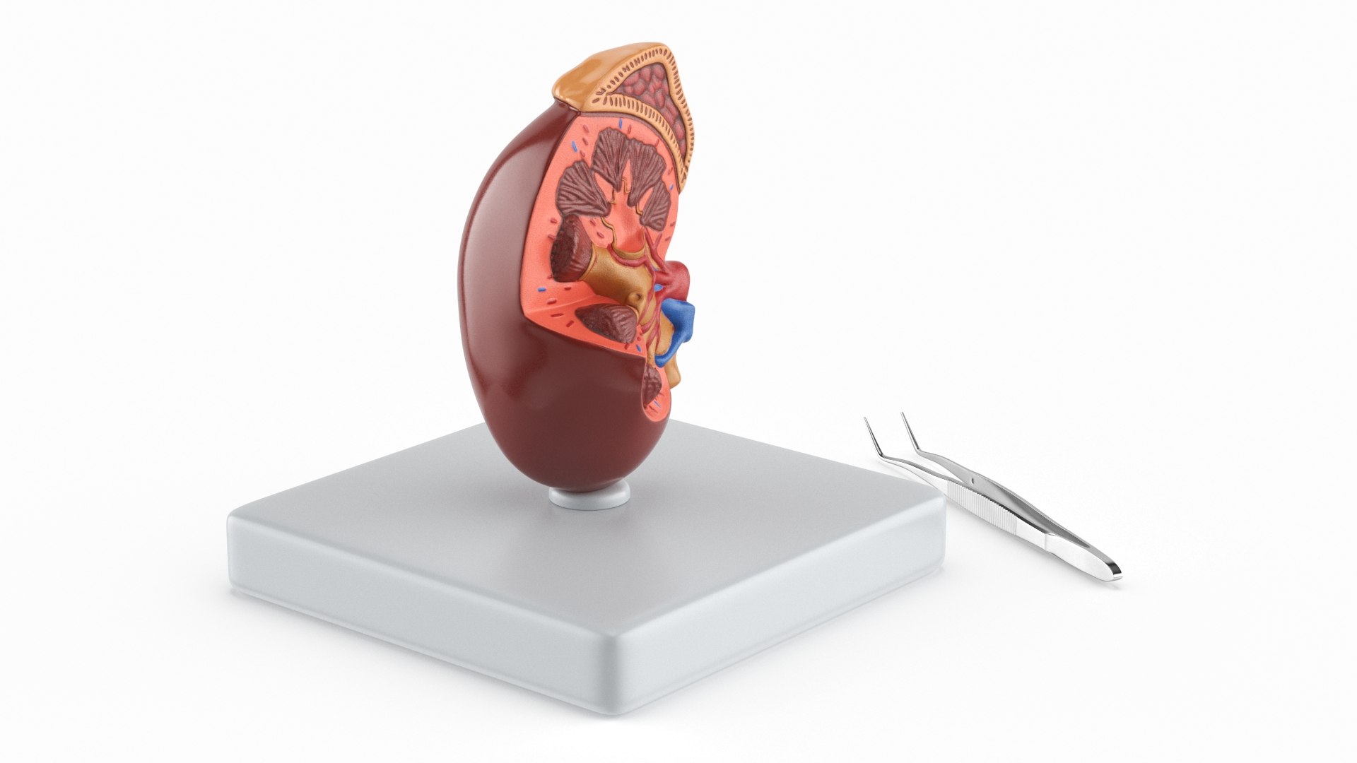 Medical Anatomical Kidney Human For 3D Print Model - TurboSquid 2350455