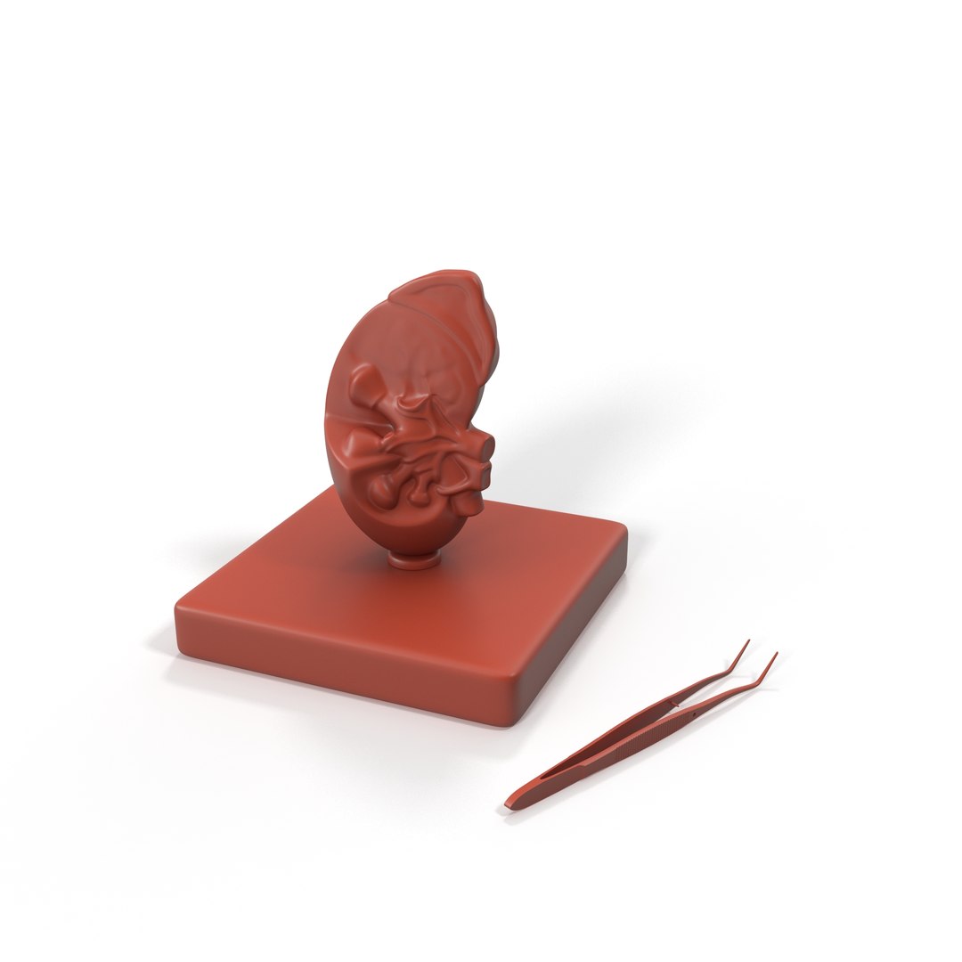 Medical Anatomical Kidney Human For 3D Print Model - TurboSquid 2350455