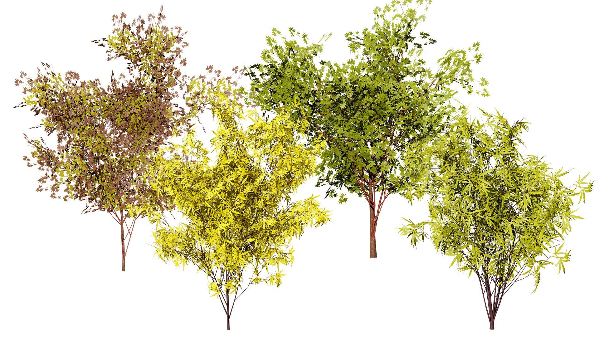 3D Maple Tree Asset 3D Model - TurboSquid 2290230