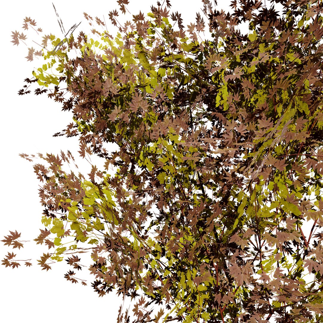3D Maple Tree Asset 3D Model - TurboSquid 2290230