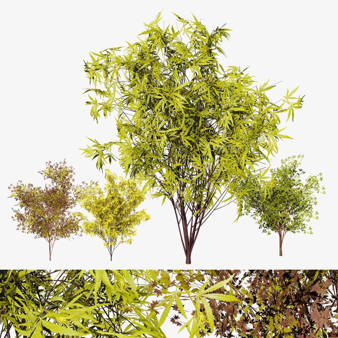 3D Maple Tree Asset 3D Model - TurboSquid 2290230
