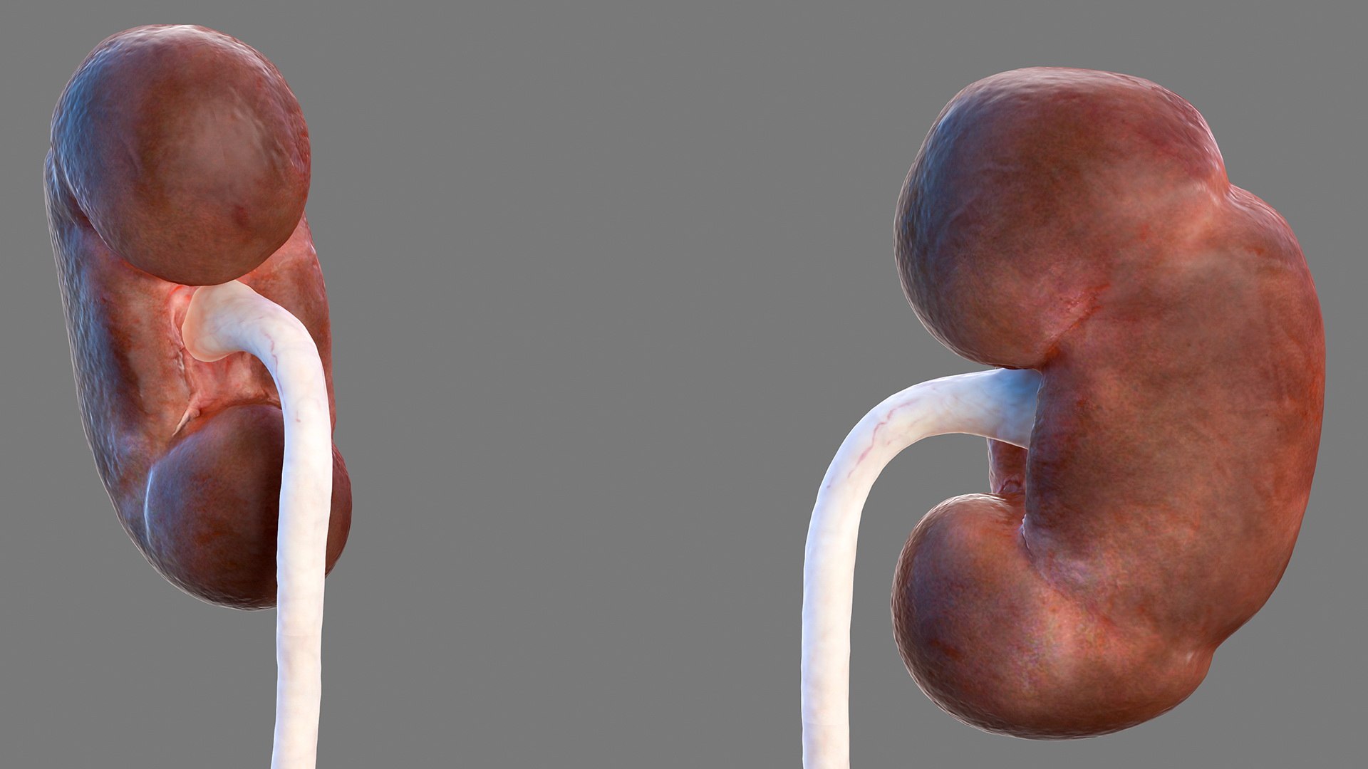 Female urinary anatomy 3D model - TurboSquid 1607512
