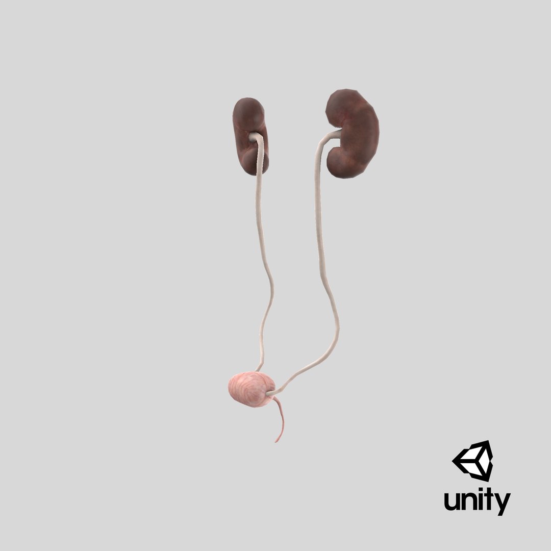 Female urinary anatomy 3D model - TurboSquid 1607512