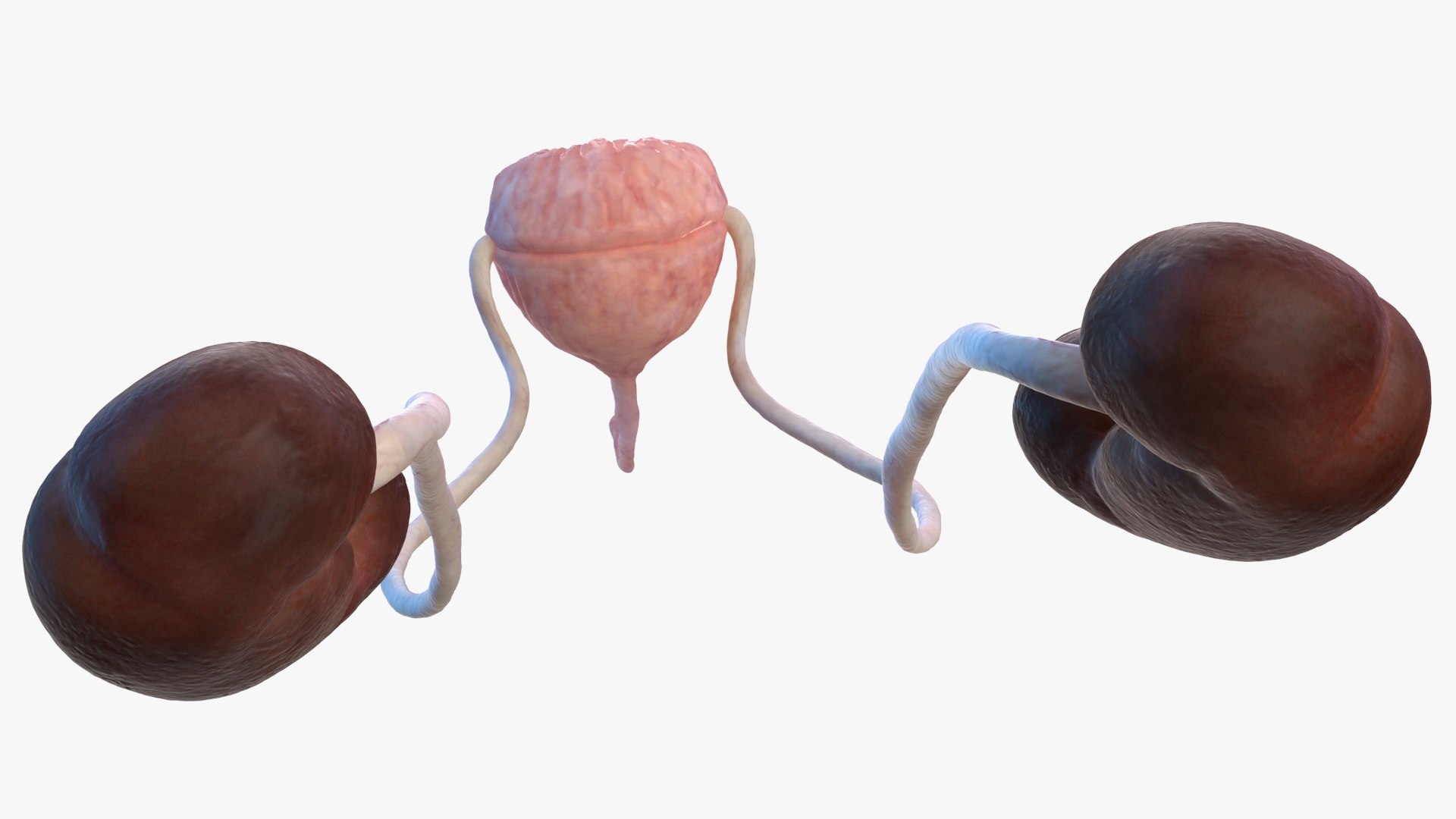 Female urinary anatomy 3D model - TurboSquid 1607512