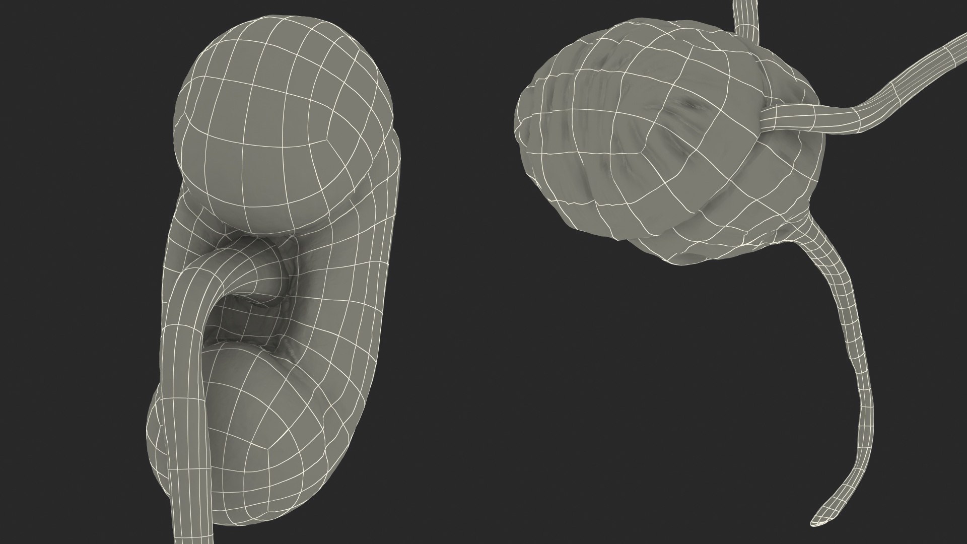 Female urinary anatomy 3D model - TurboSquid 1607512