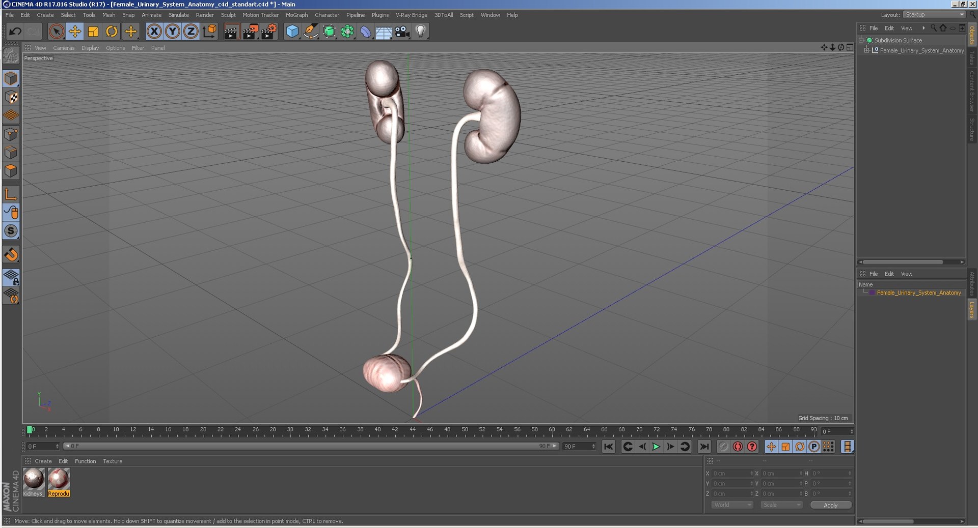 Female urinary anatomy 3D model - TurboSquid 1607512