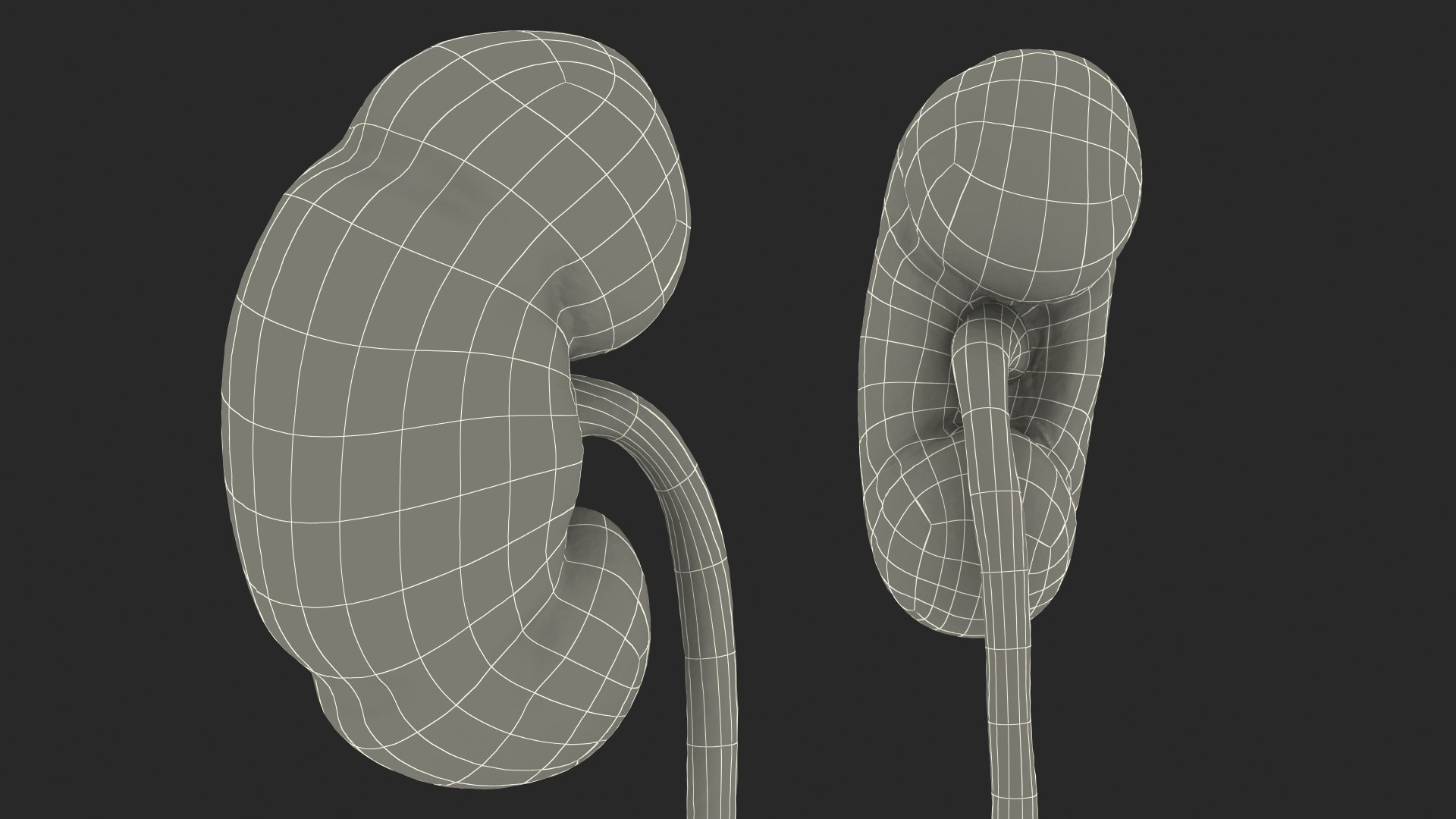 Female urinary anatomy 3D model - TurboSquid 1607512