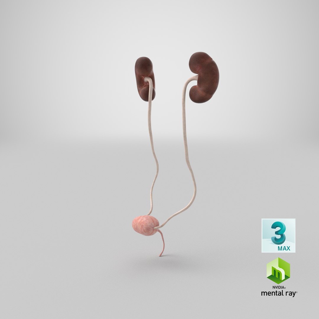 Female urinary anatomy 3D model - TurboSquid 1607512