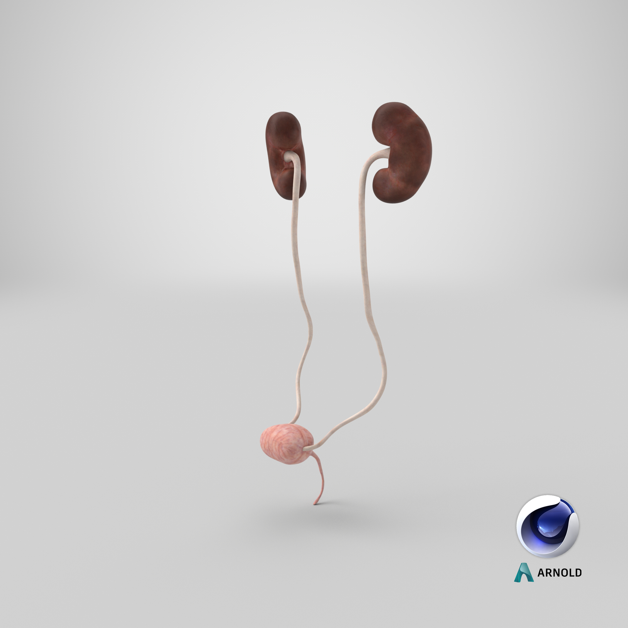 Female urinary anatomy 3D model - TurboSquid 1607512