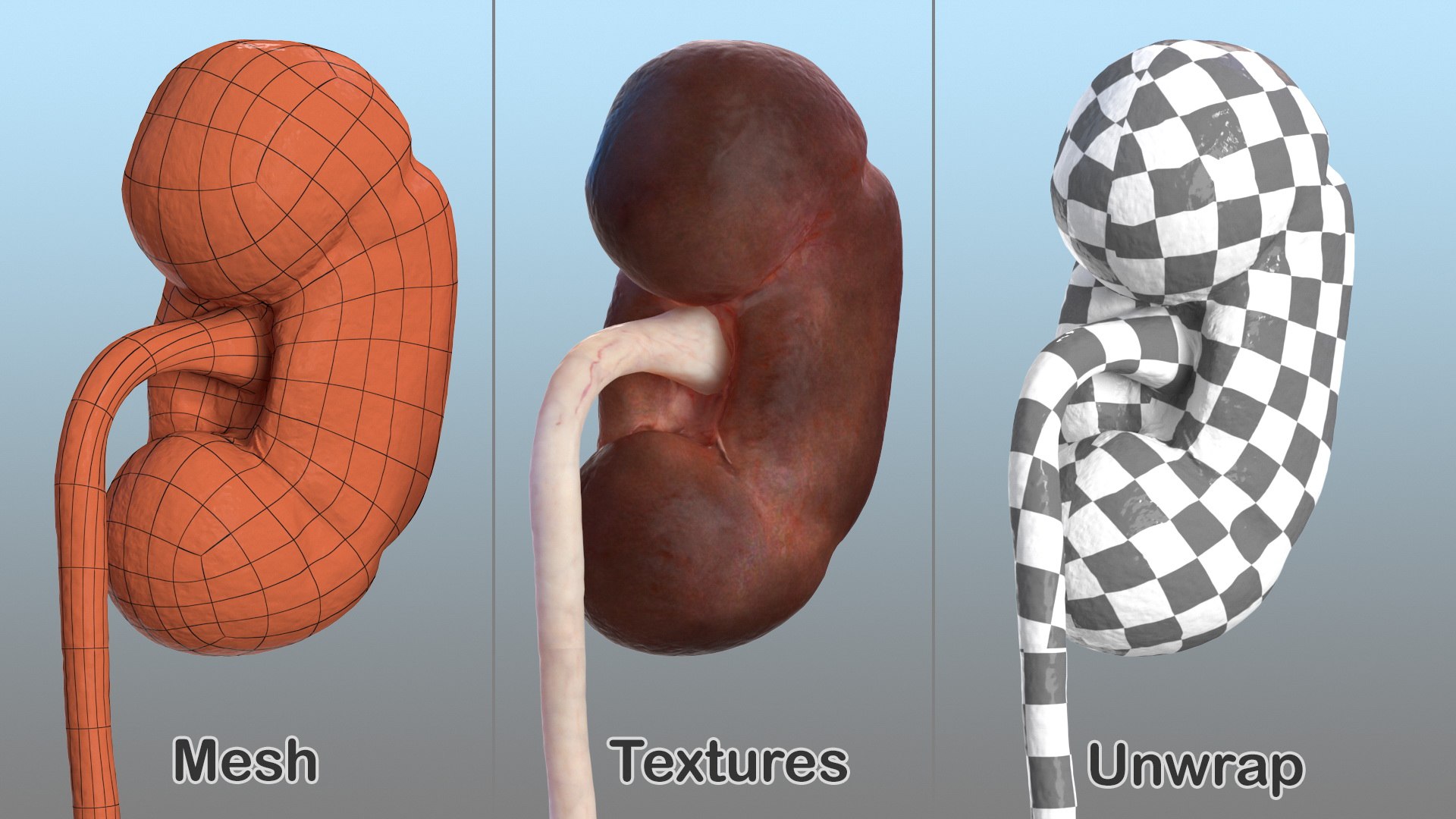 Female urinary anatomy 3D model - TurboSquid 1607512