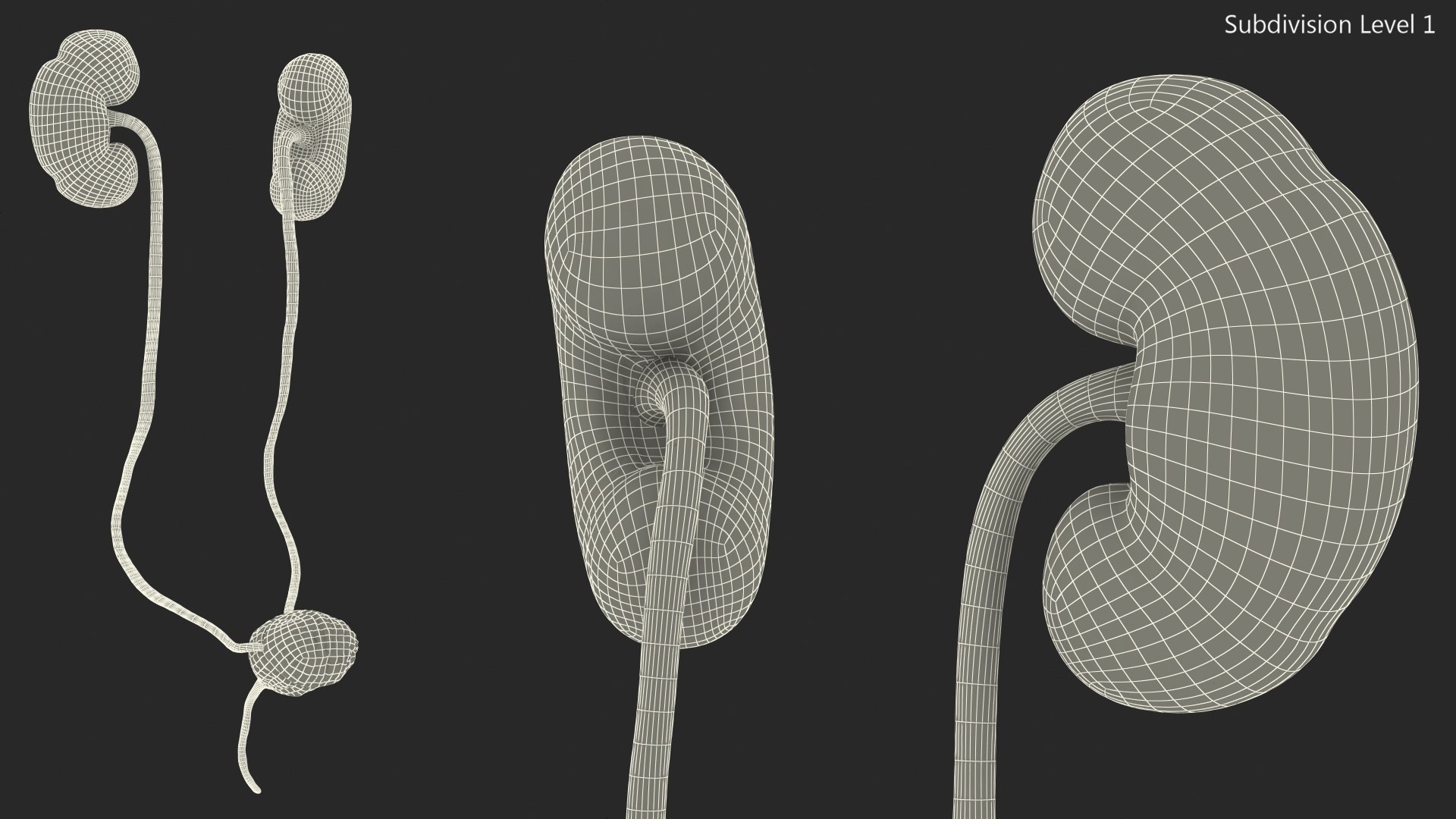 Female urinary anatomy 3D model - TurboSquid 1607512