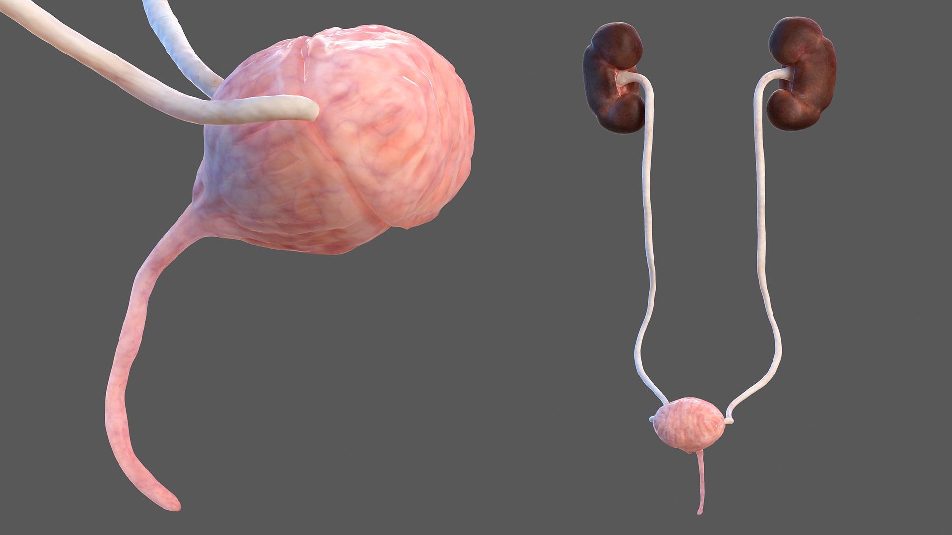 Female urinary anatomy 3D model - TurboSquid 1607512