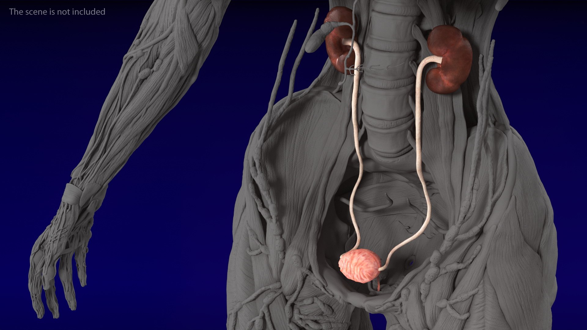 Female urinary anatomy 3D model - TurboSquid 1607512