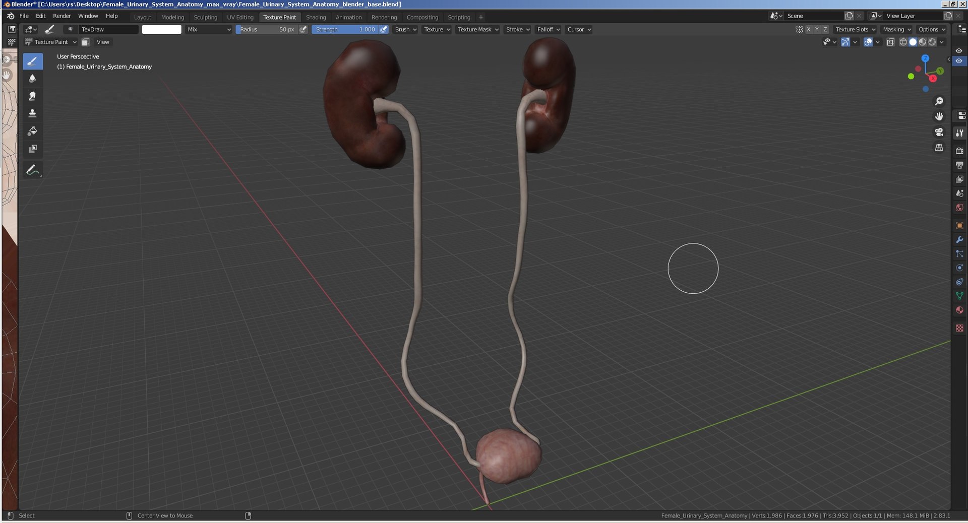 Female urinary anatomy 3D model - TurboSquid 1607512