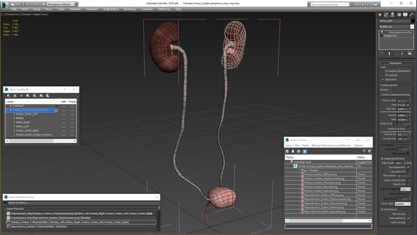 Female urinary anatomy 3D model - TurboSquid 1607512