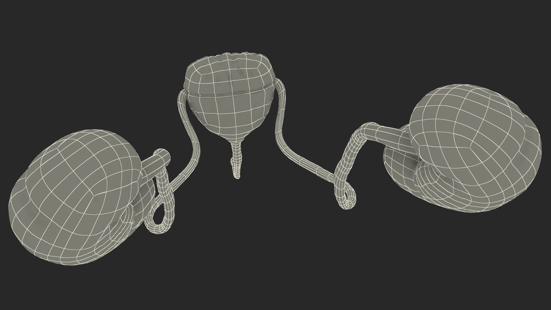 Female urinary anatomy 3D model - TurboSquid 1607512