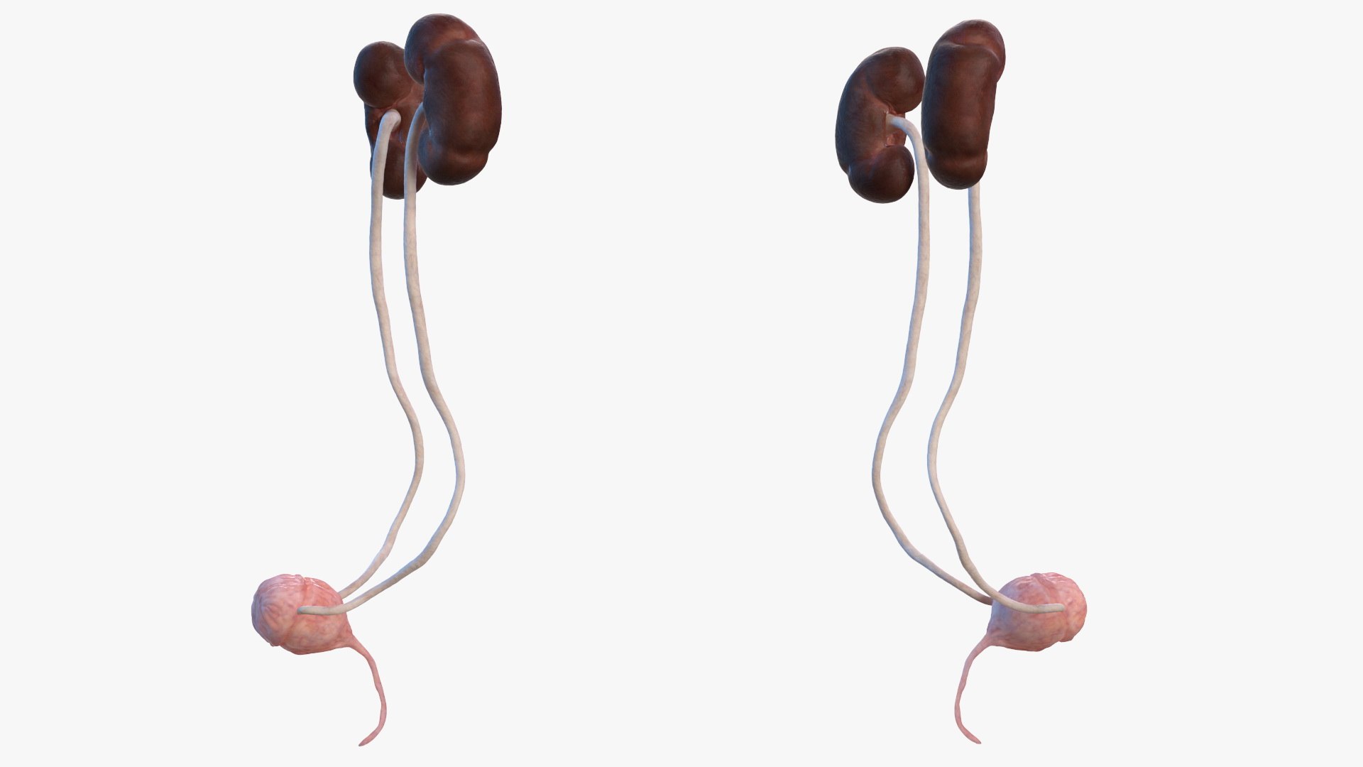 Female urinary anatomy 3D model - TurboSquid 1607512