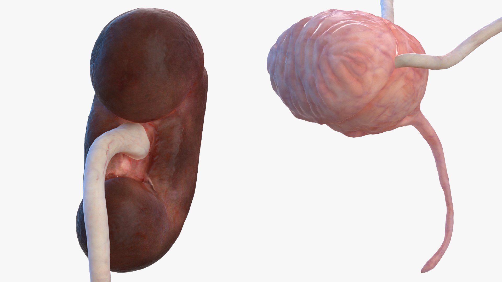 Female urinary anatomy 3D model - TurboSquid 1607512