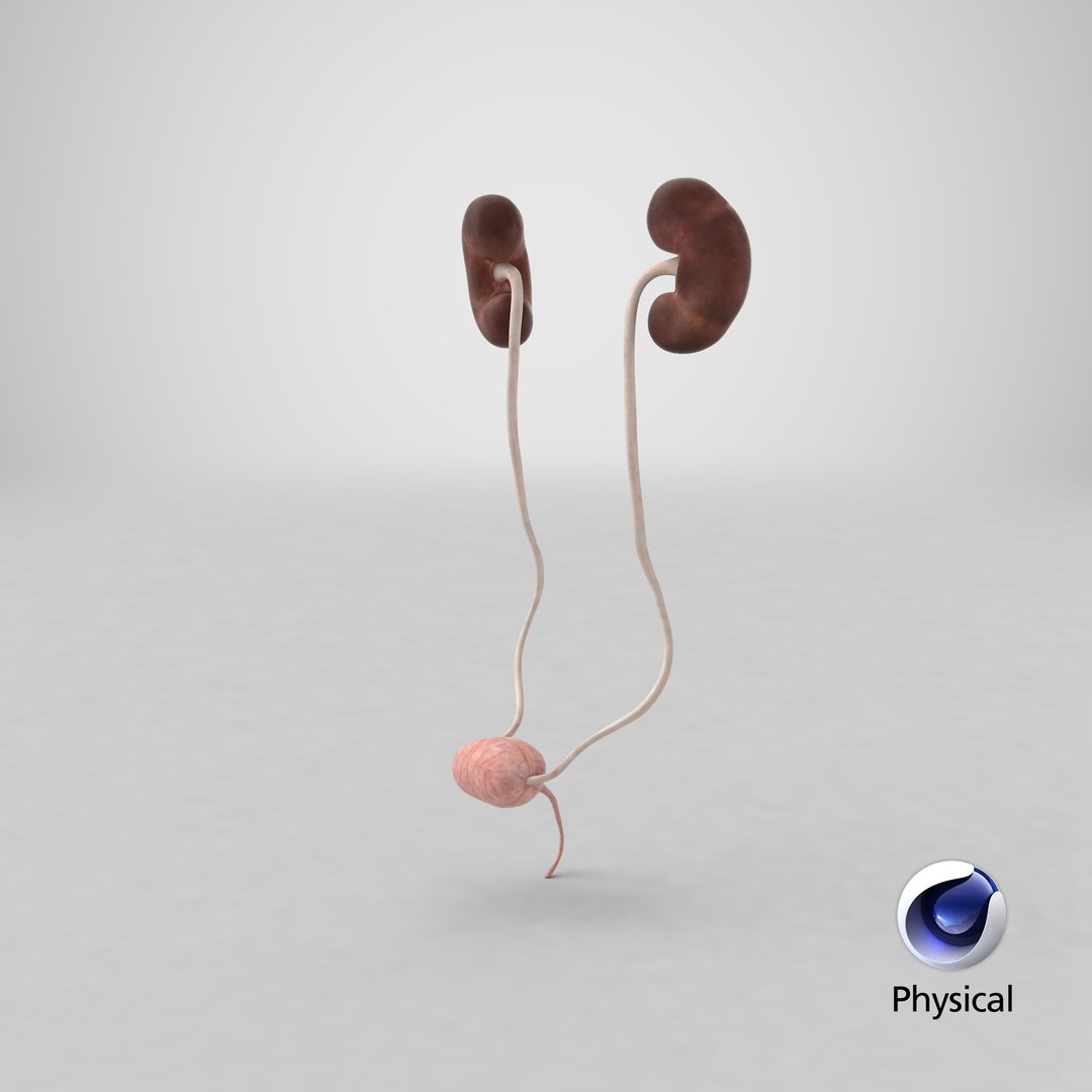 Female urinary anatomy 3D model - TurboSquid 1607512
