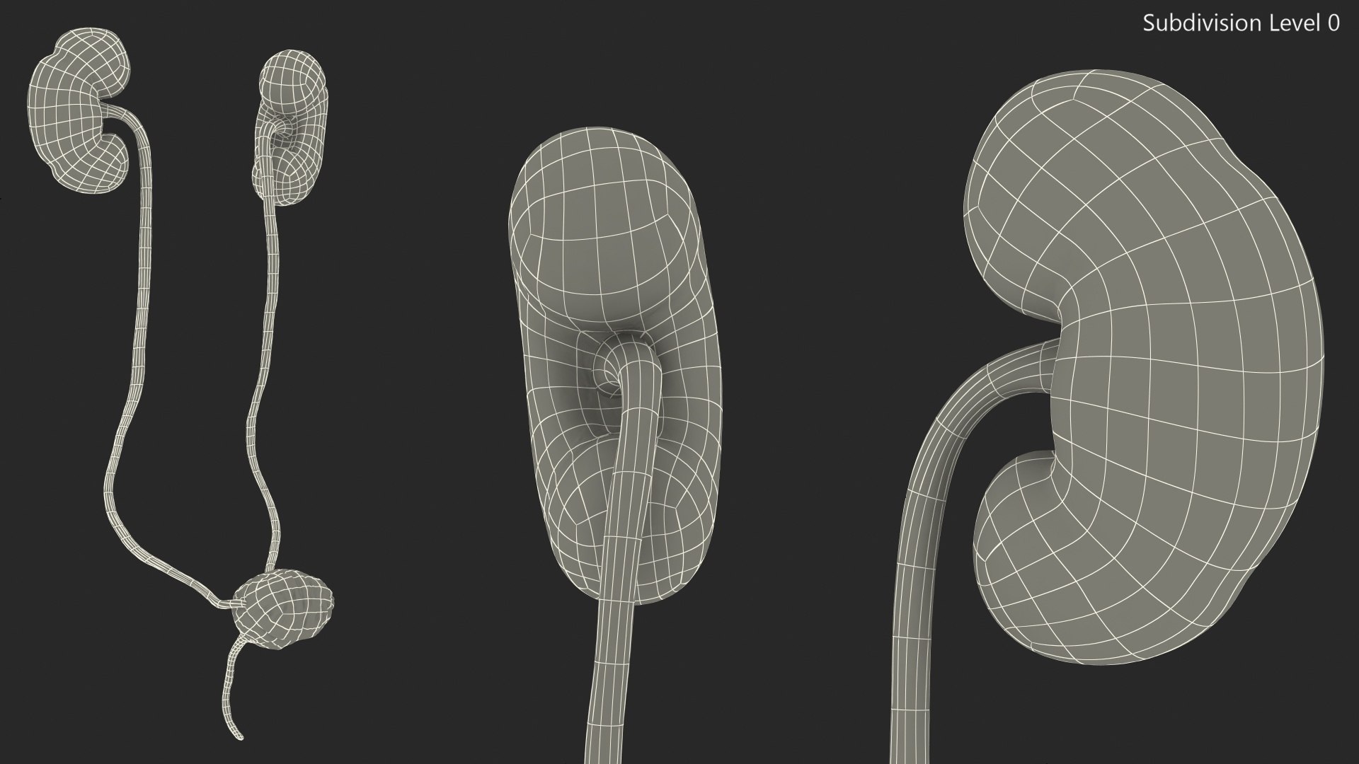 Female urinary anatomy 3D model - TurboSquid 1607512