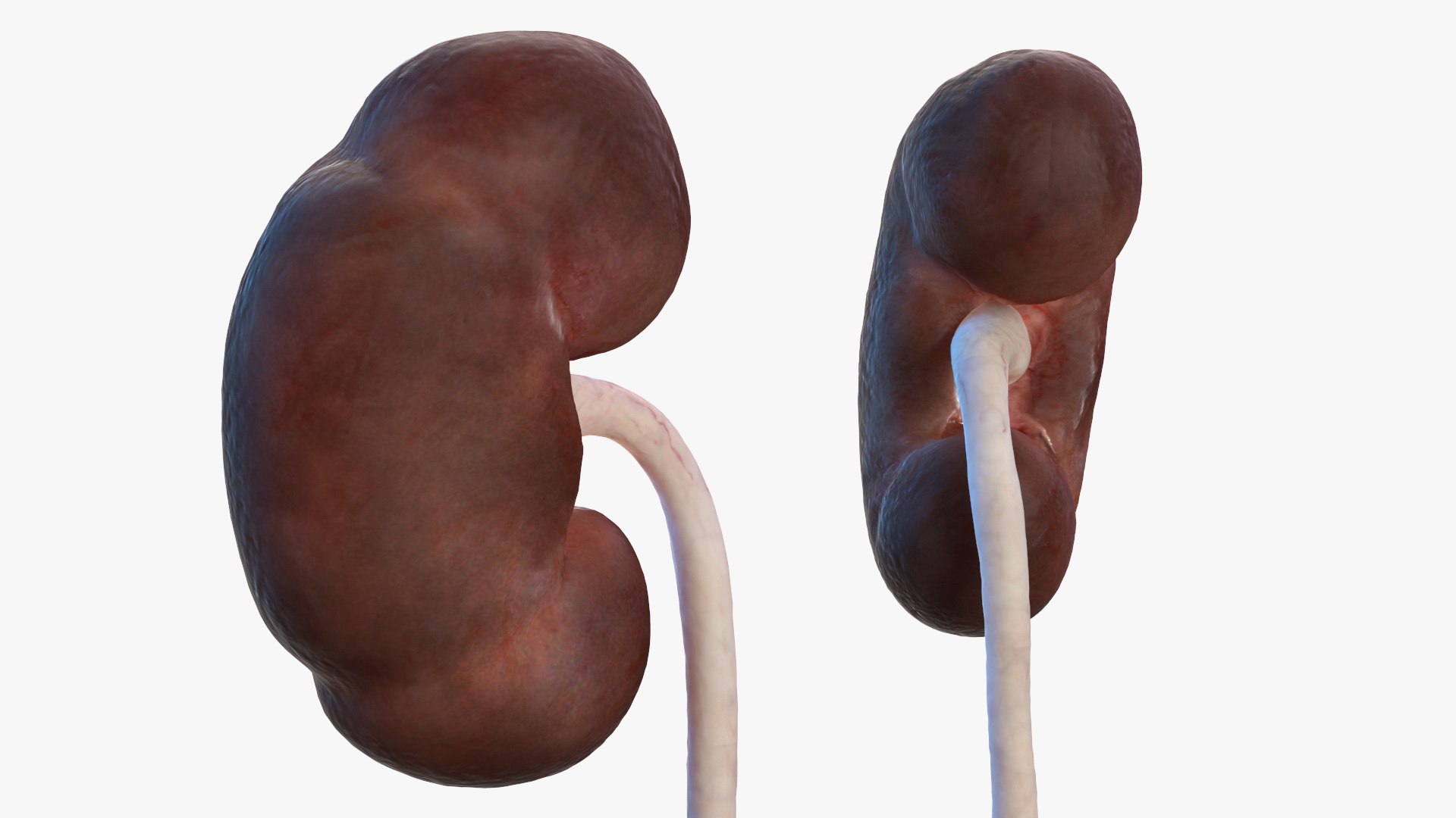 Female urinary anatomy 3D model - TurboSquid 1607512