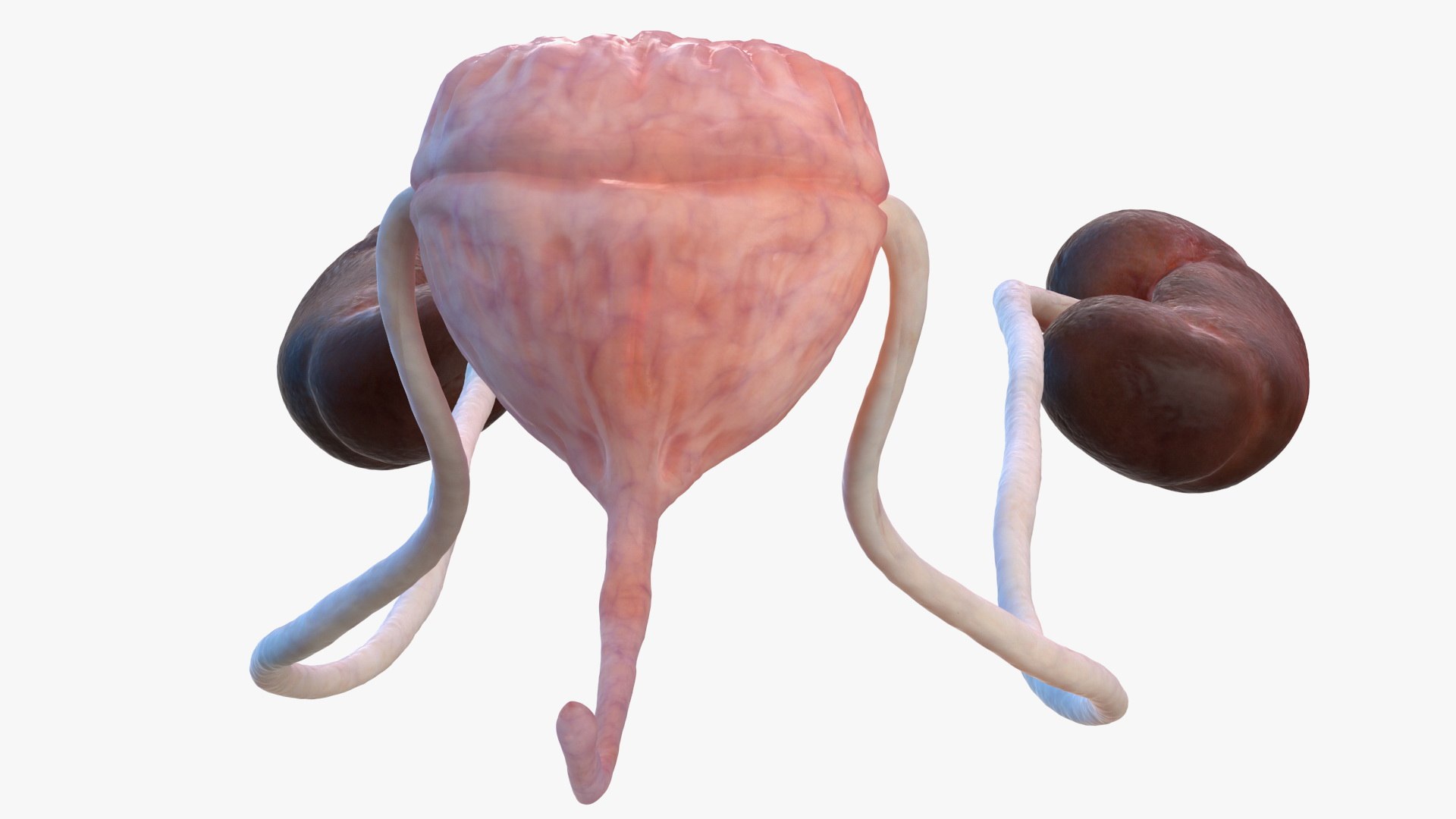 Female urinary anatomy 3D model - TurboSquid 1607512