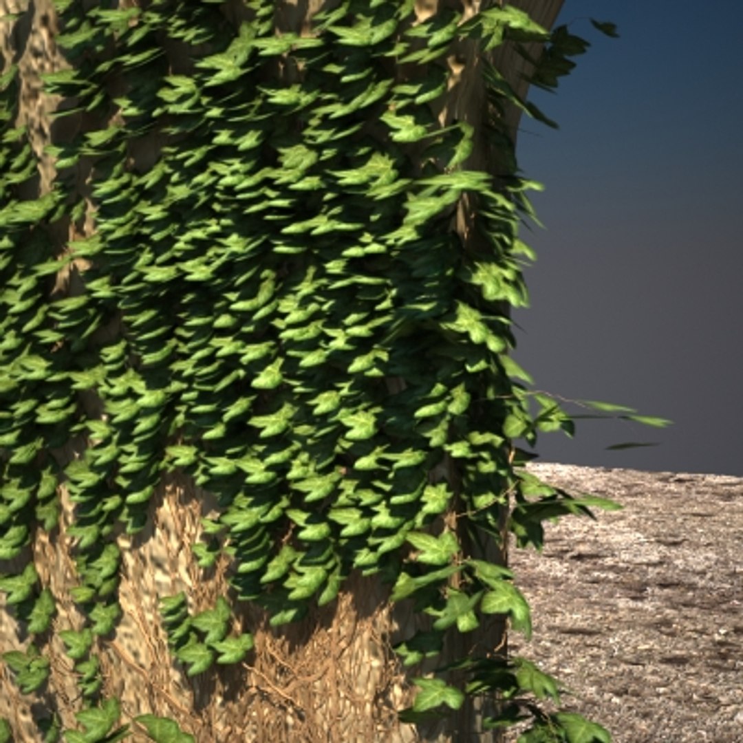 Wall Ivy 3d Model