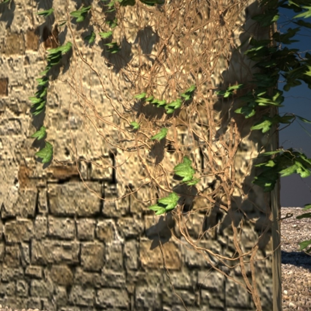 Wall Ivy 3d Model