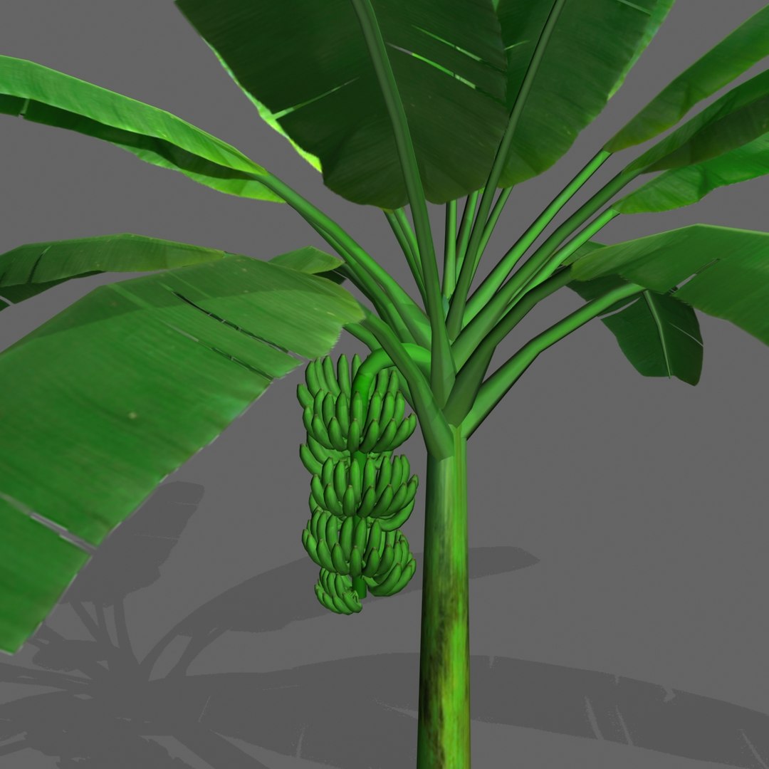 3d Banana Tree