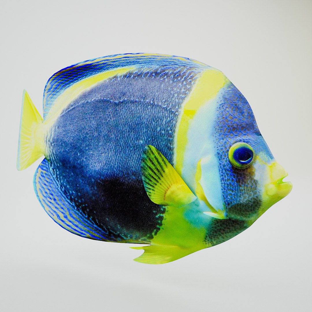 3d model angel fish