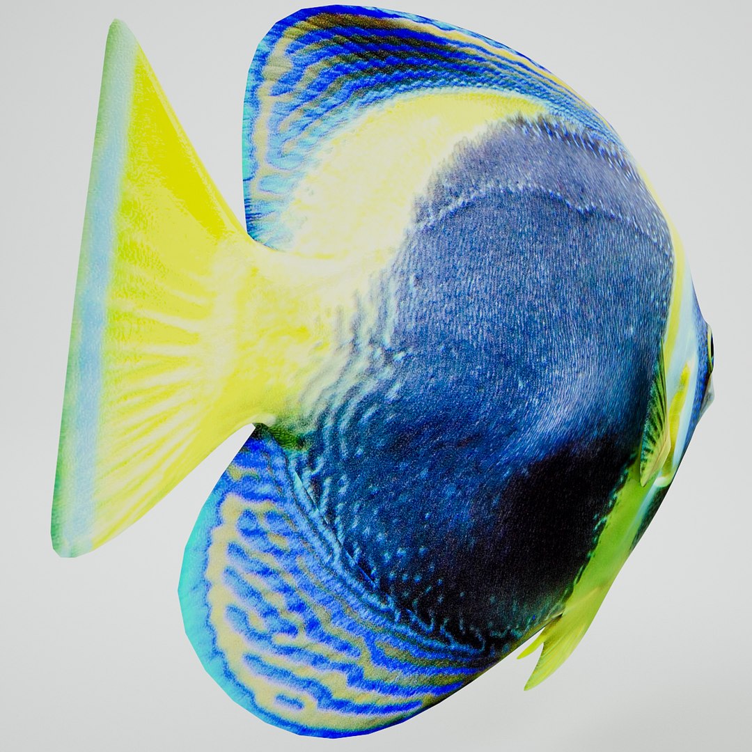 3d model angel fish