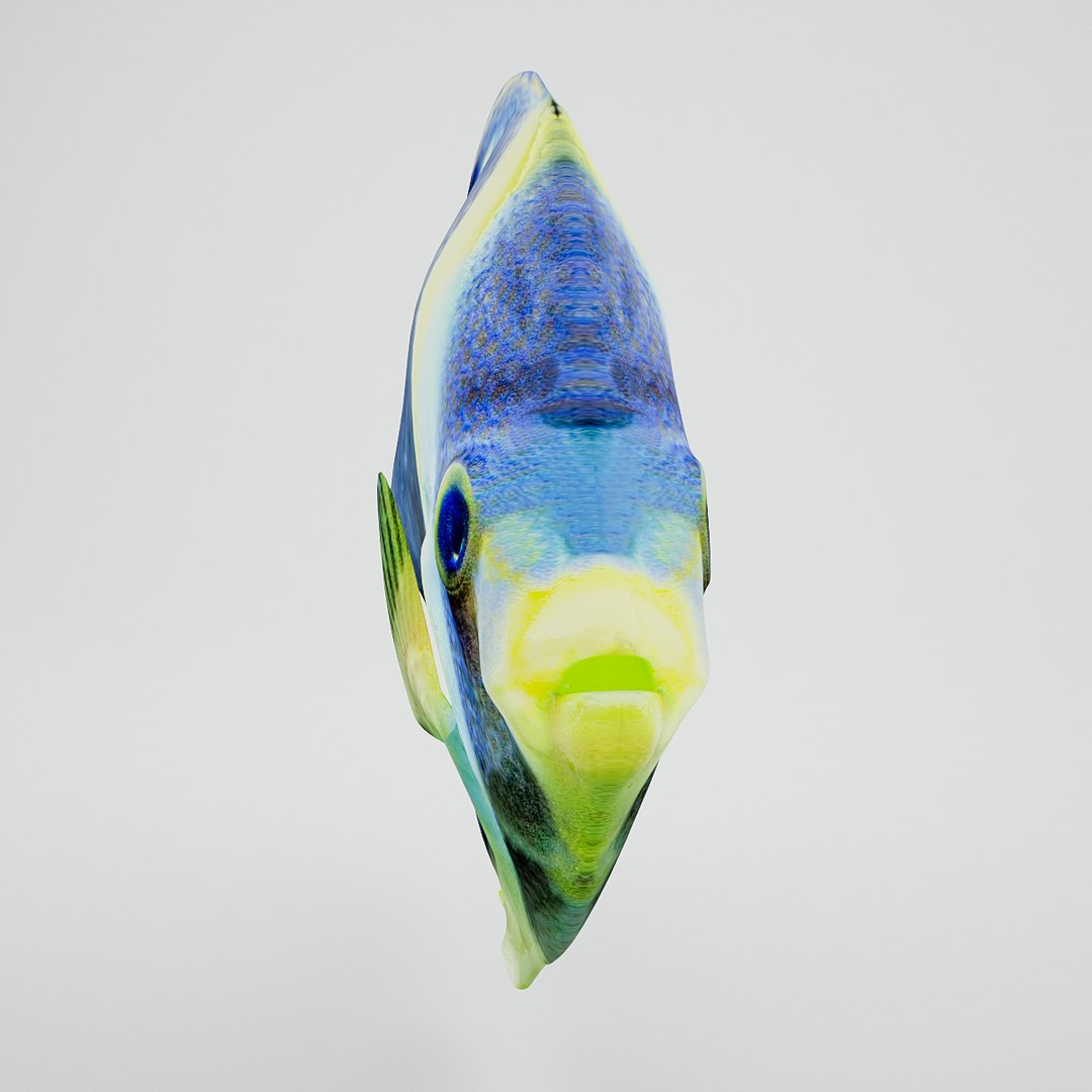3d model angel fish