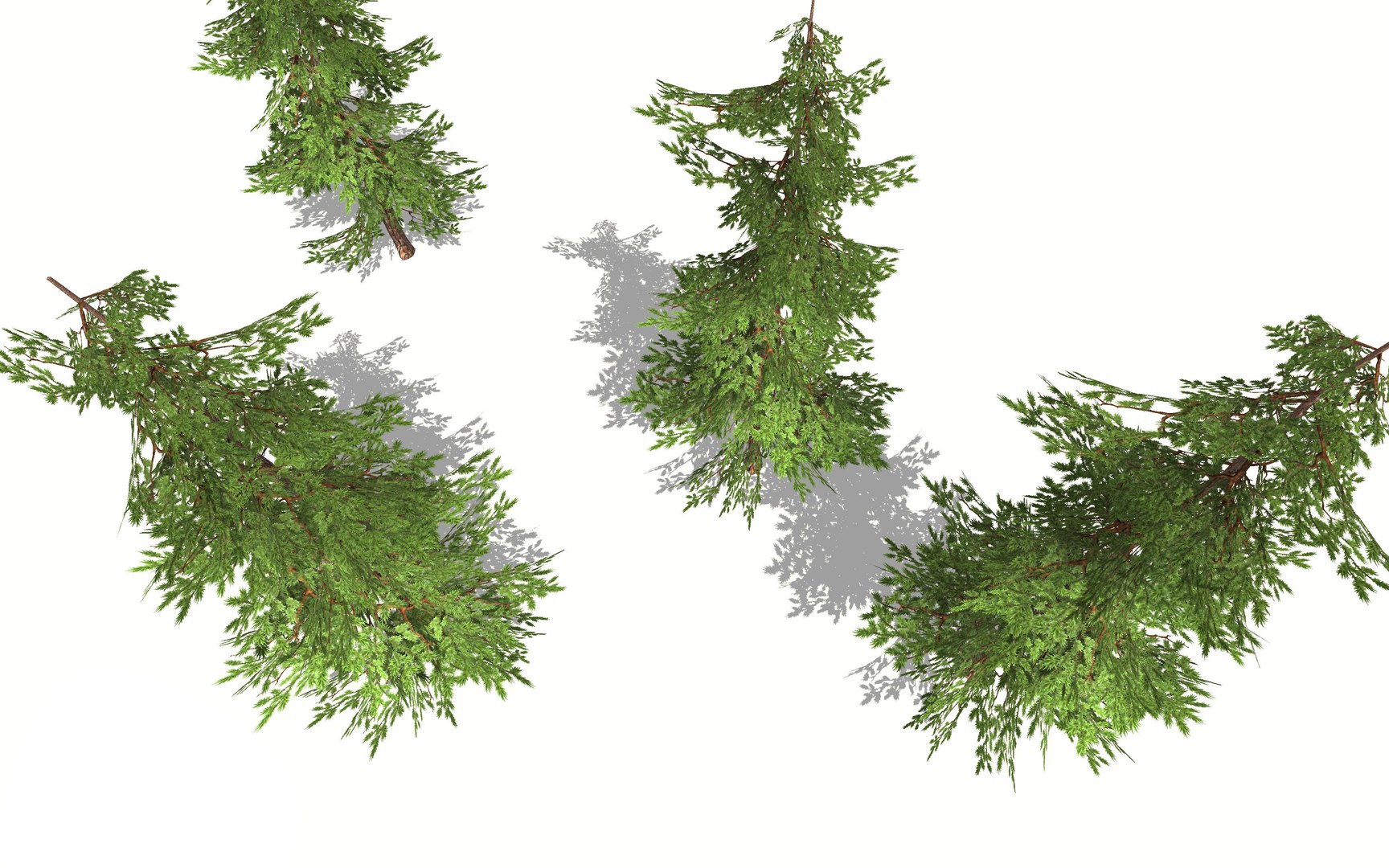 3D Model Pine Tree Realistic - TurboSquid 1517326