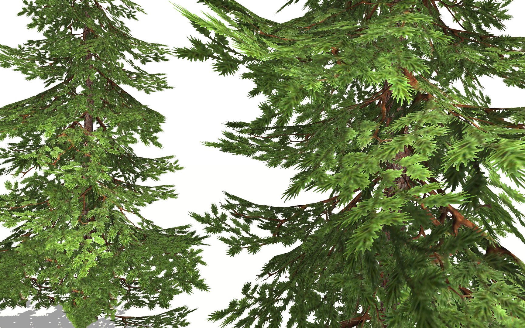 3D Model Pine Tree Realistic - TurboSquid 1517326