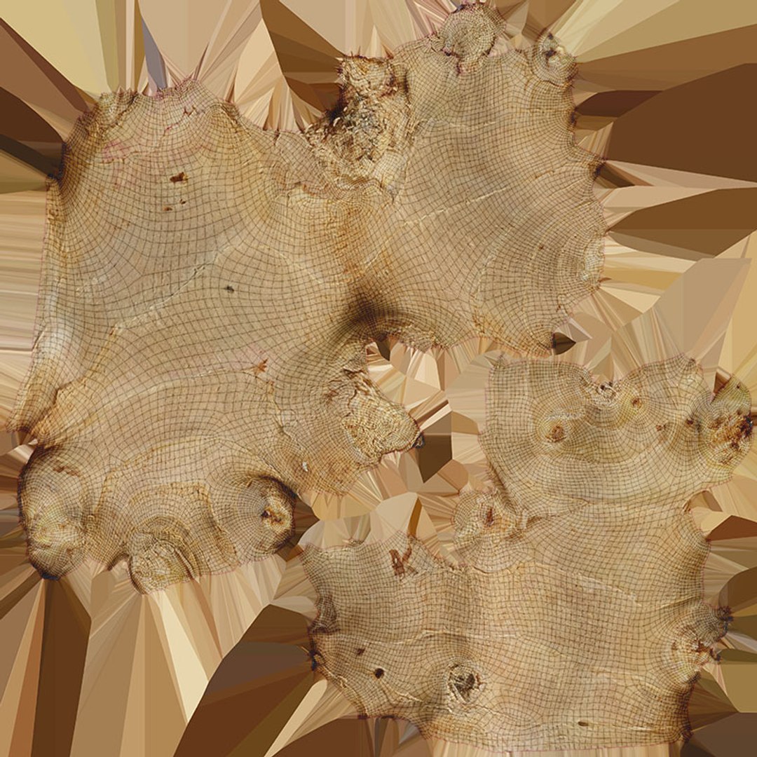 3D Ginger Collection - TurboSquid 2388045