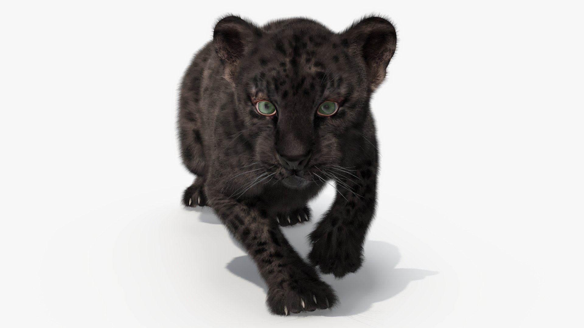 Black Leopard Cub Sneaking Pose With Fur 3D - TurboSquid 2347163