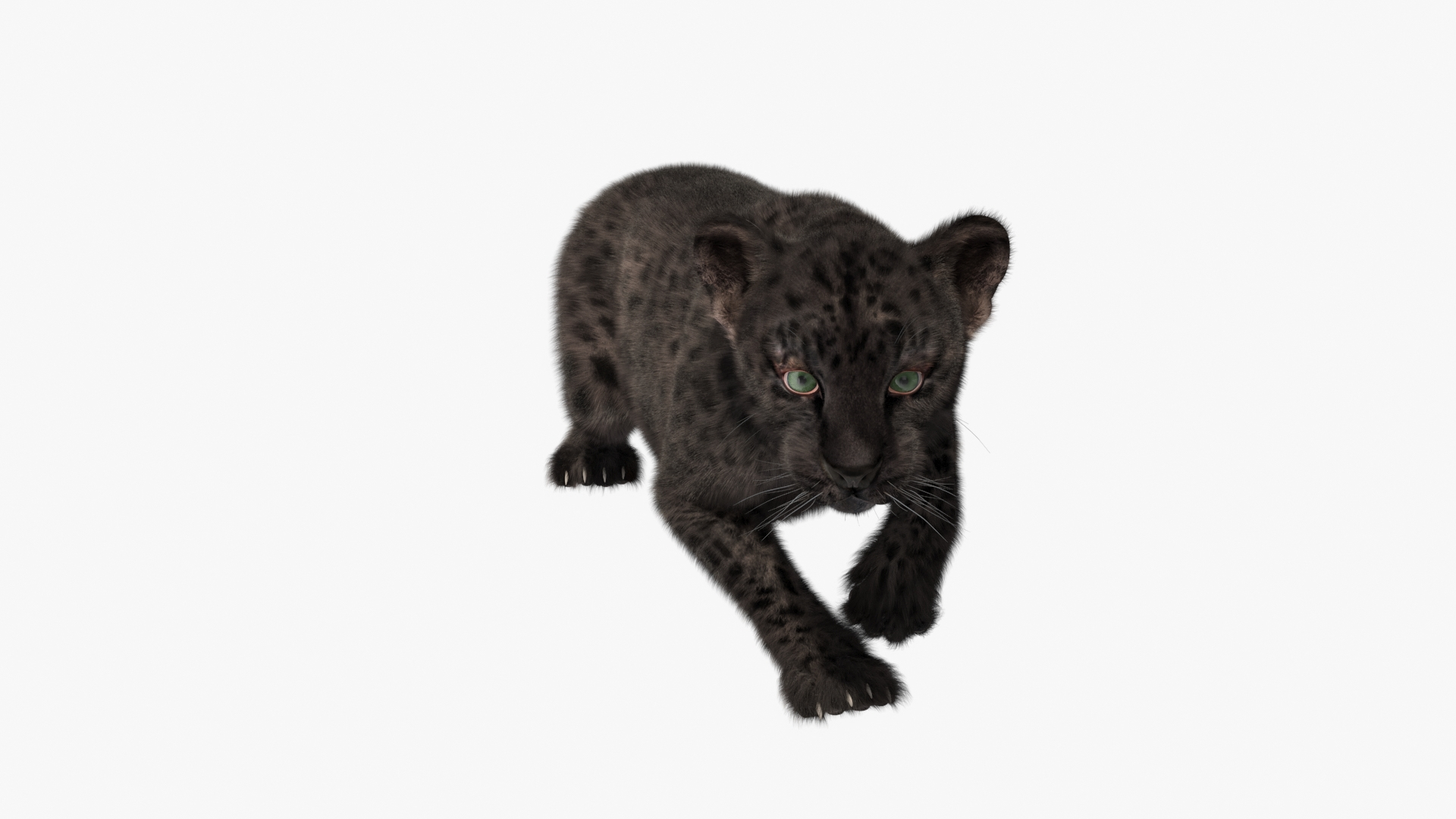 Black Leopard Cub Sneaking Pose With Fur 3D - TurboSquid 2347163