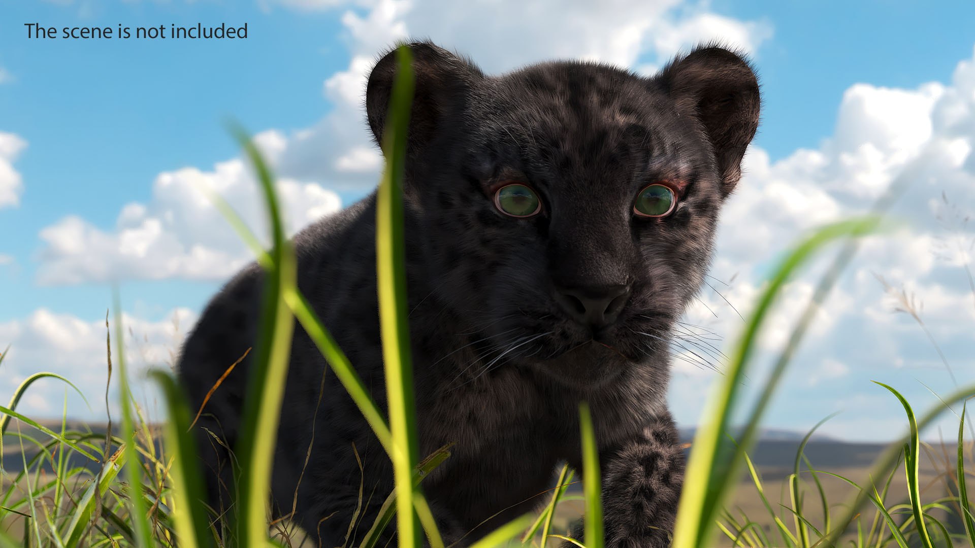 Black Leopard Cub Sneaking Pose With Fur 3D - TurboSquid 2347163