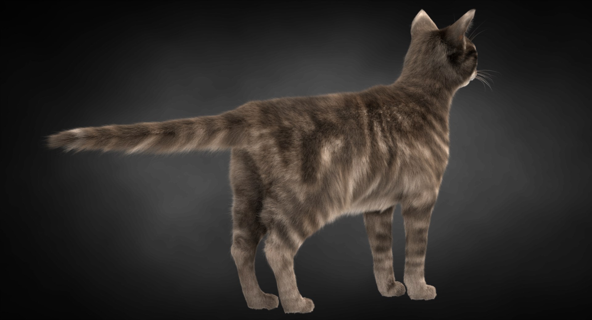 Tabby Cat Hair 3D Model - TurboSquid 1355894
