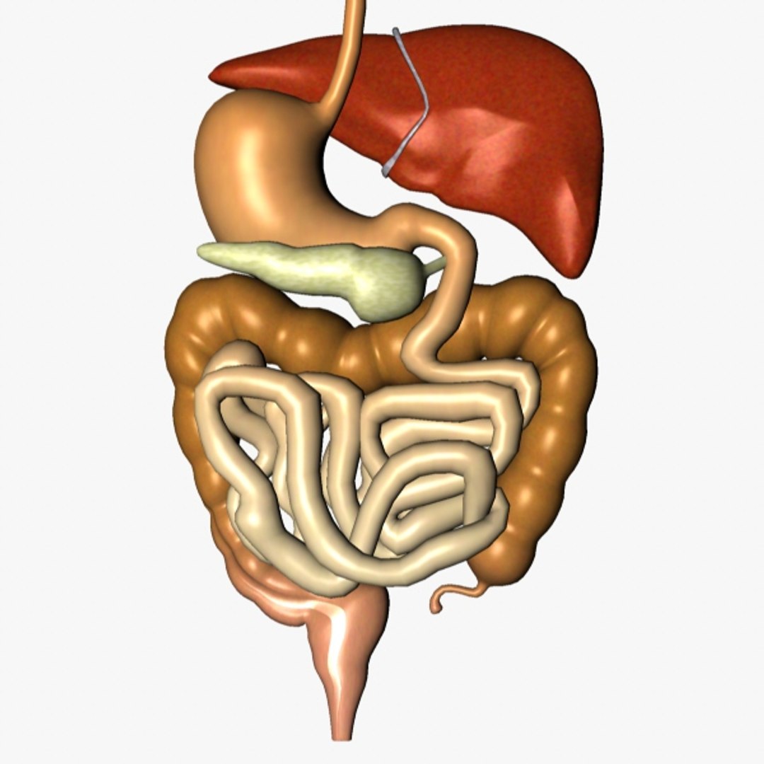 Digestive Esophagus Liver 3d C4d