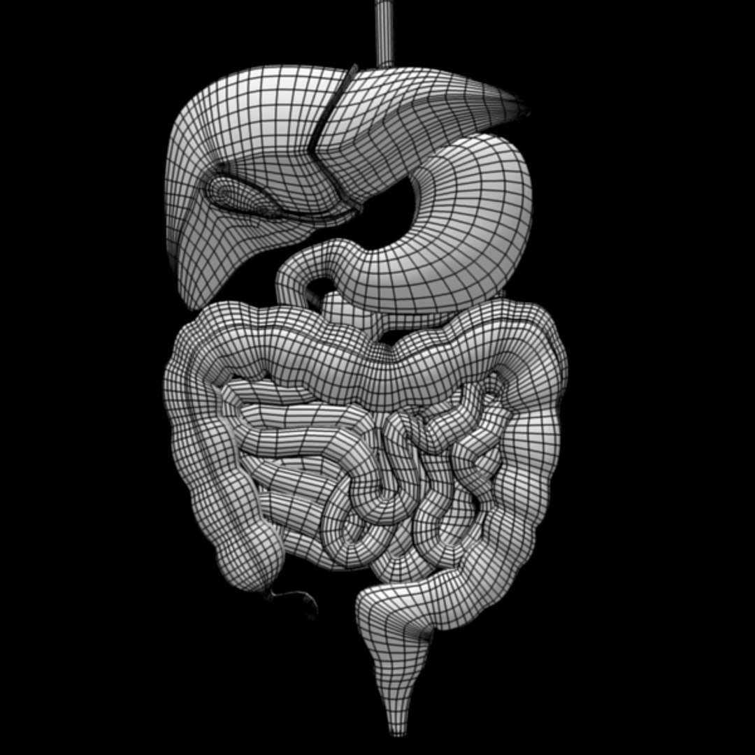 Digestive Esophagus Liver 3d C4d