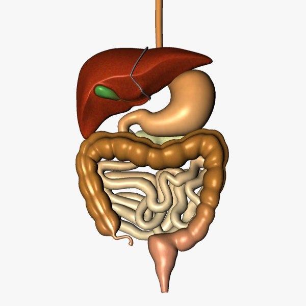 digestive esophagus liver 3d c4d