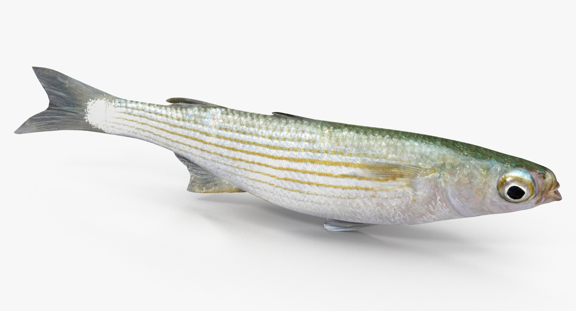 Mullet 3d Model