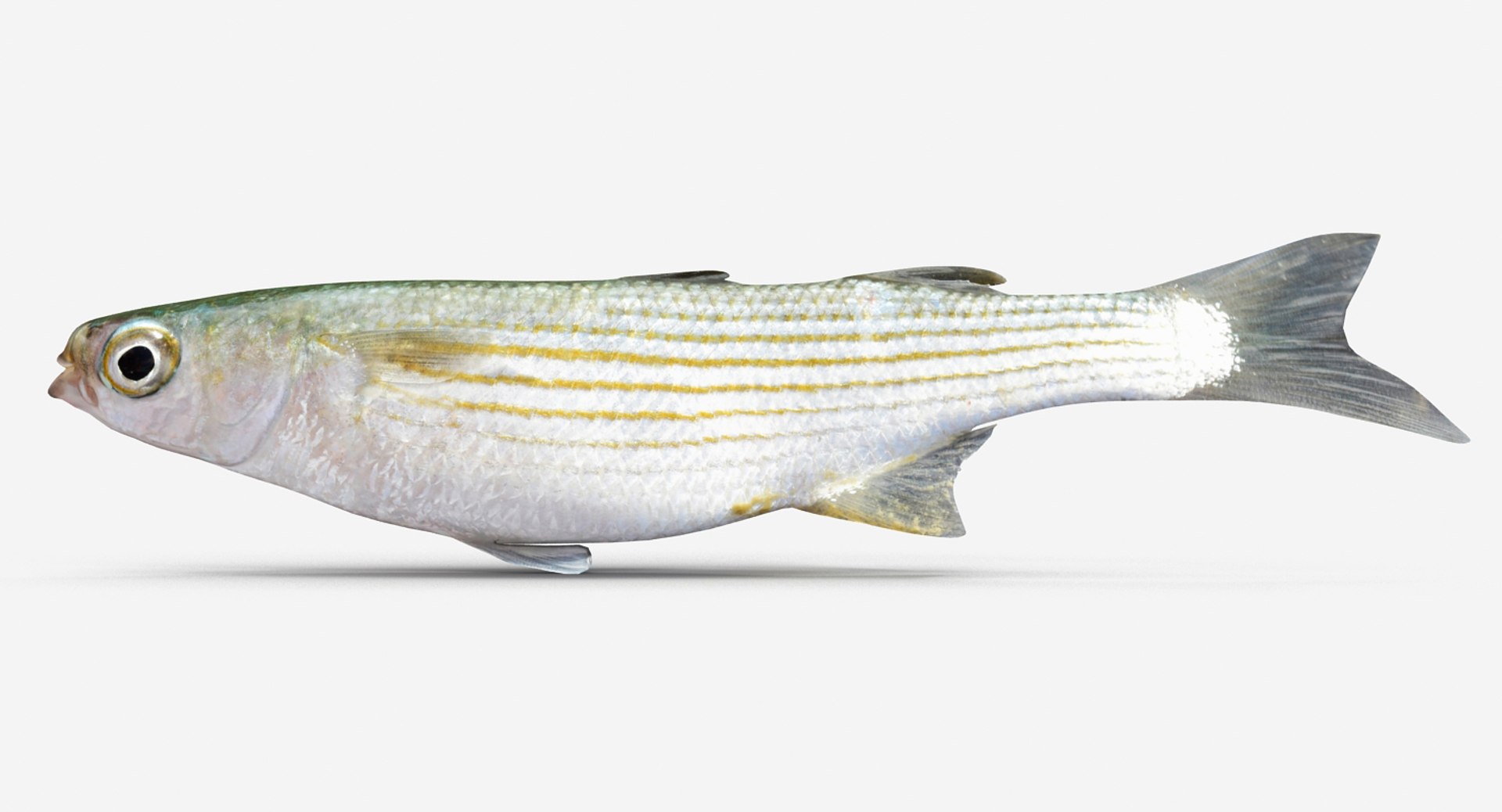 Mullet 3d Model