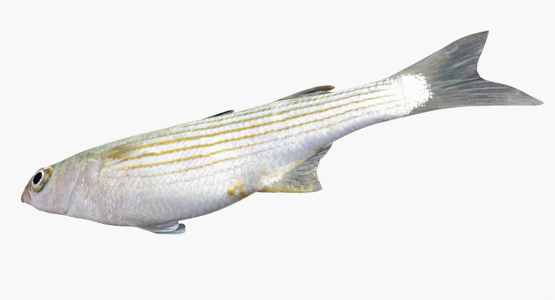 Mullet 3d Model