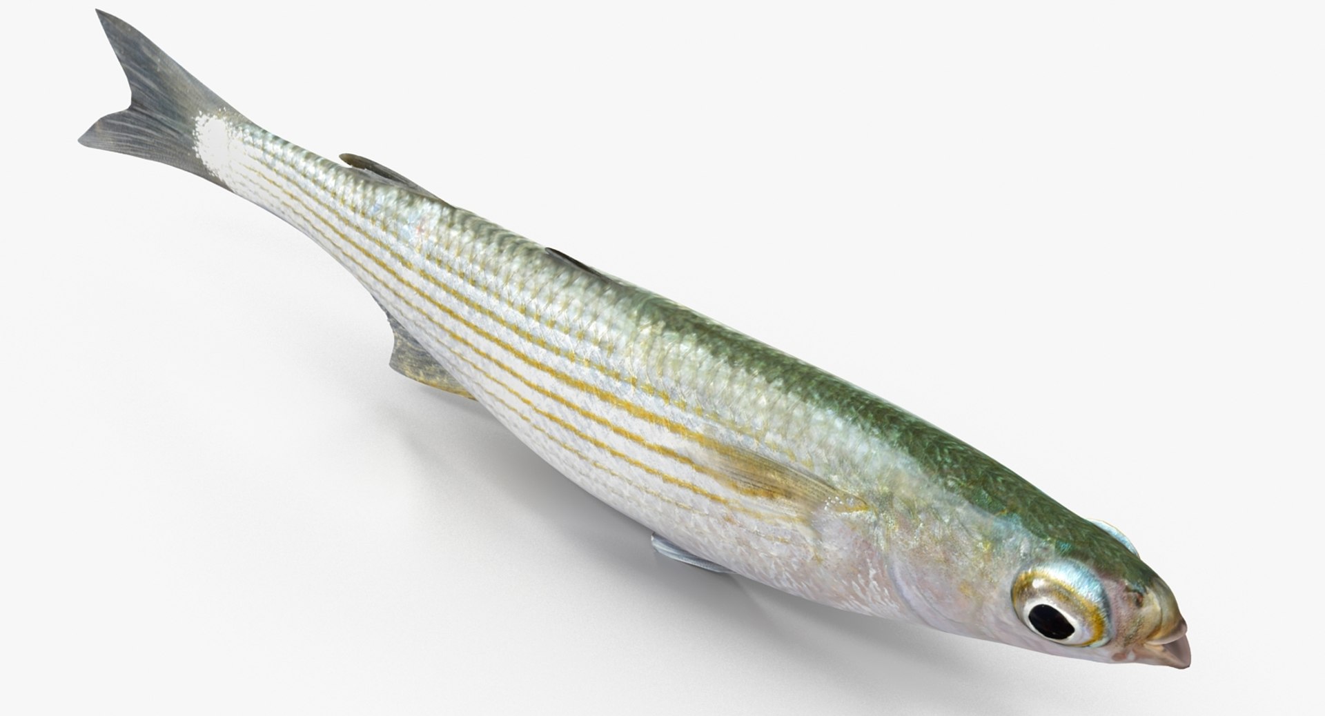 Mullet 3d Model