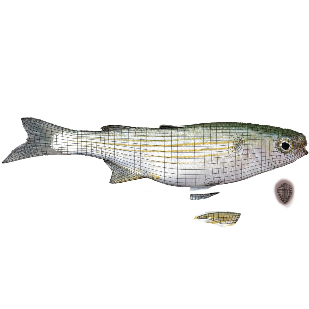 Mullet 3d Model
