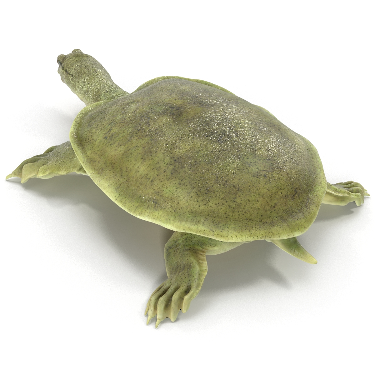 chinese softshell turtle