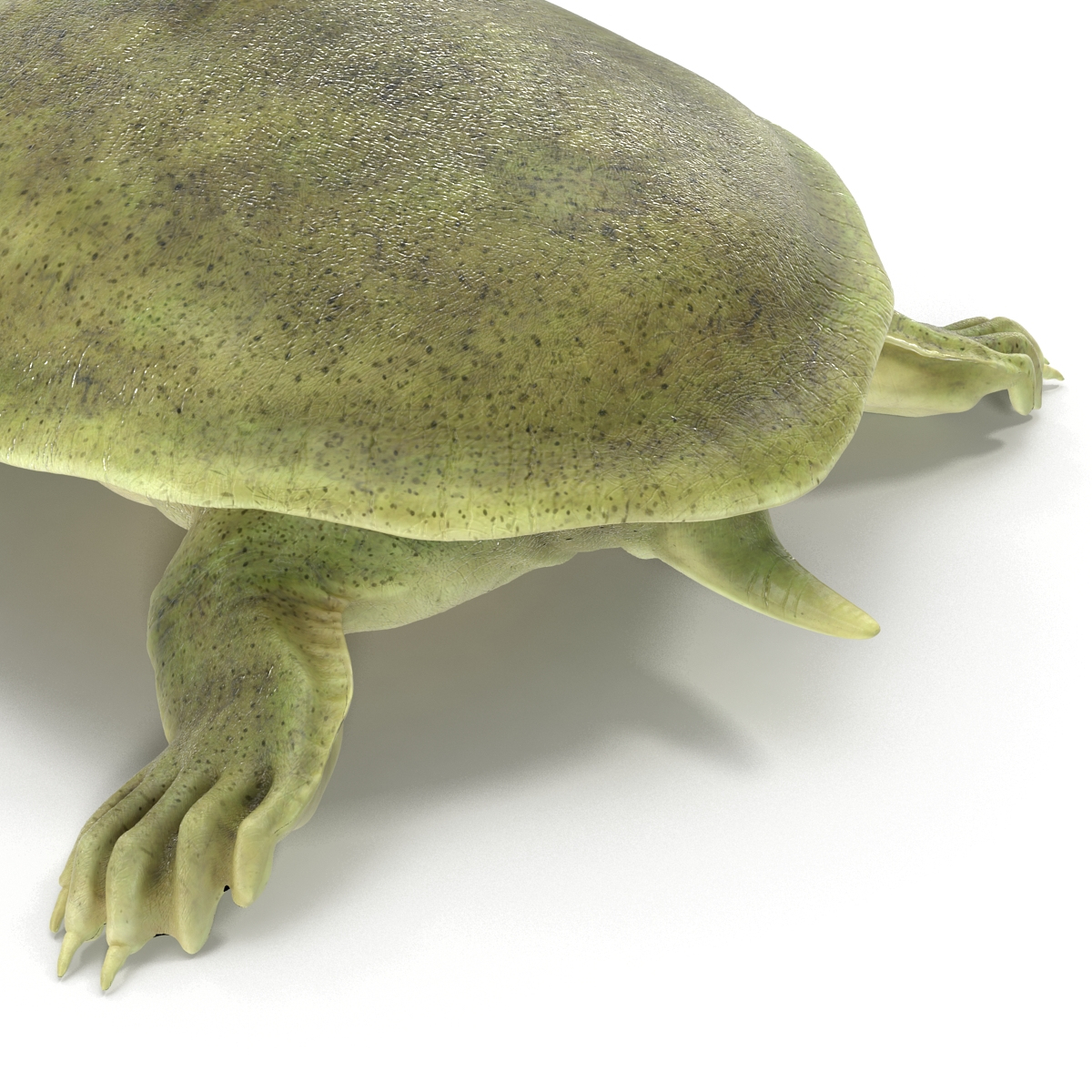 chinese softshell turtle